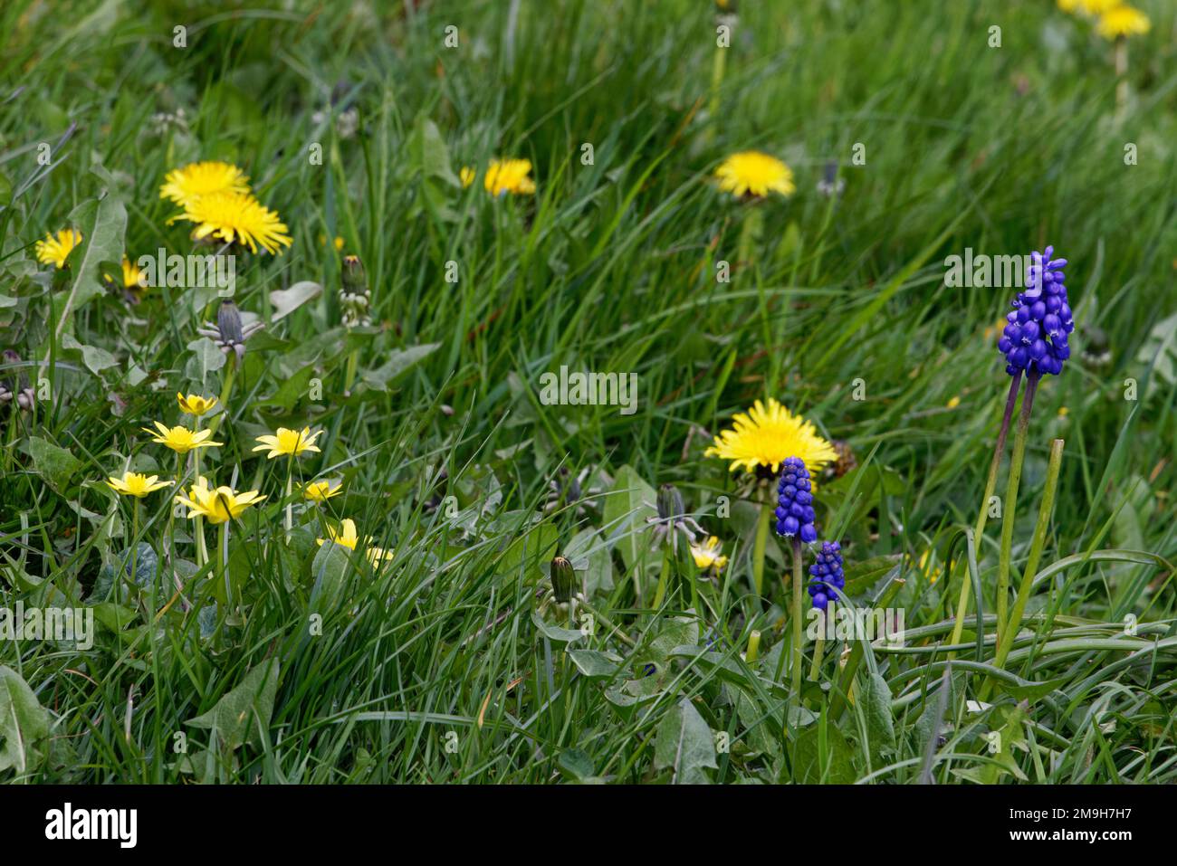 Mixed wild flowers and grasses Stock Photo - Alamy