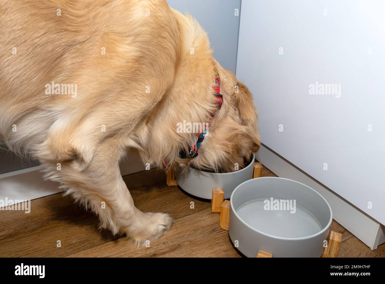 A young golden retriever stands on modern vinyl panels in the living ...