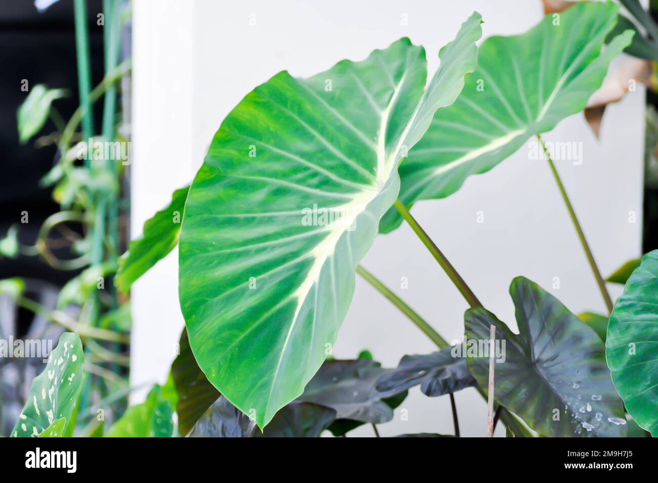 Colocasia variegated, Colocasia esculenta Nancys Revenge or colocasia ...
