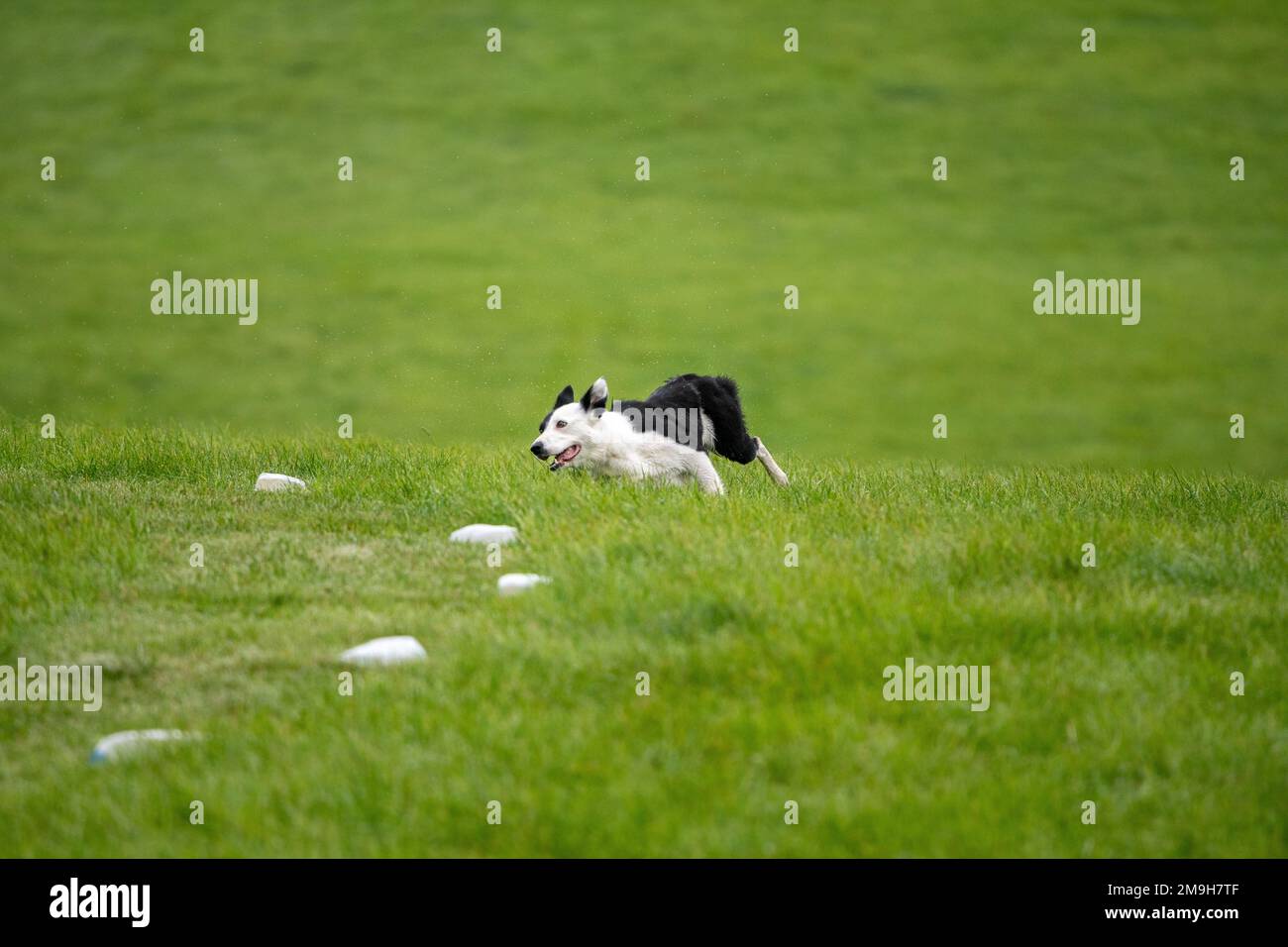 Scottish National Sheepdog Trials Stock Photo - Alamy