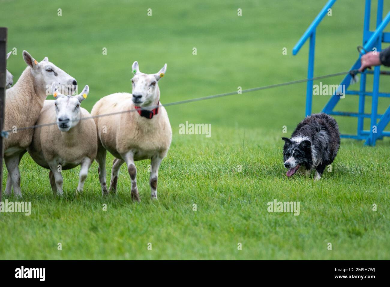 Scottish National Sheepdog Trials Stock Photo - Alamy