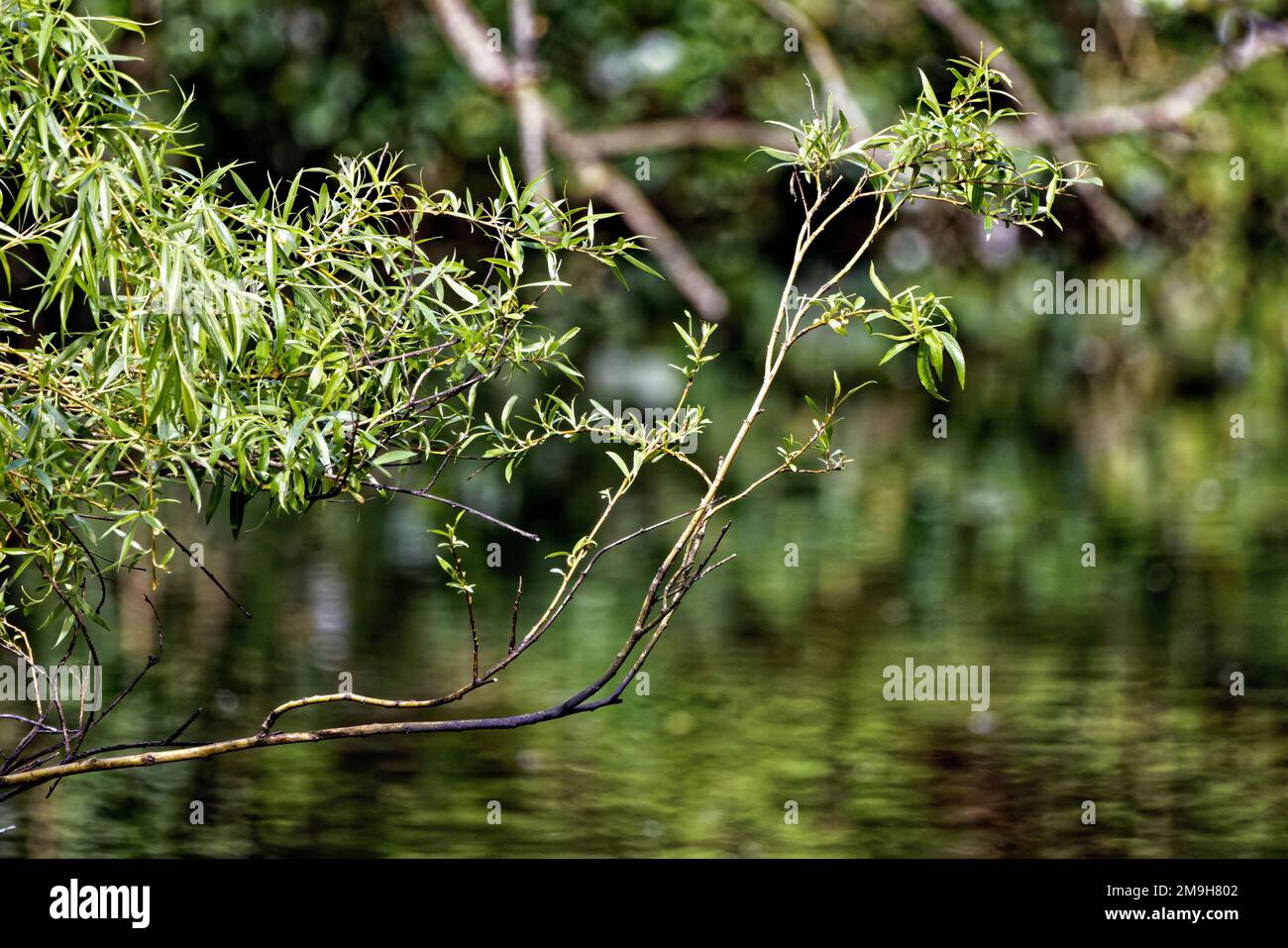 Branches over water Stock Photo - Alamy Branches over water Stock Photo - Alamy