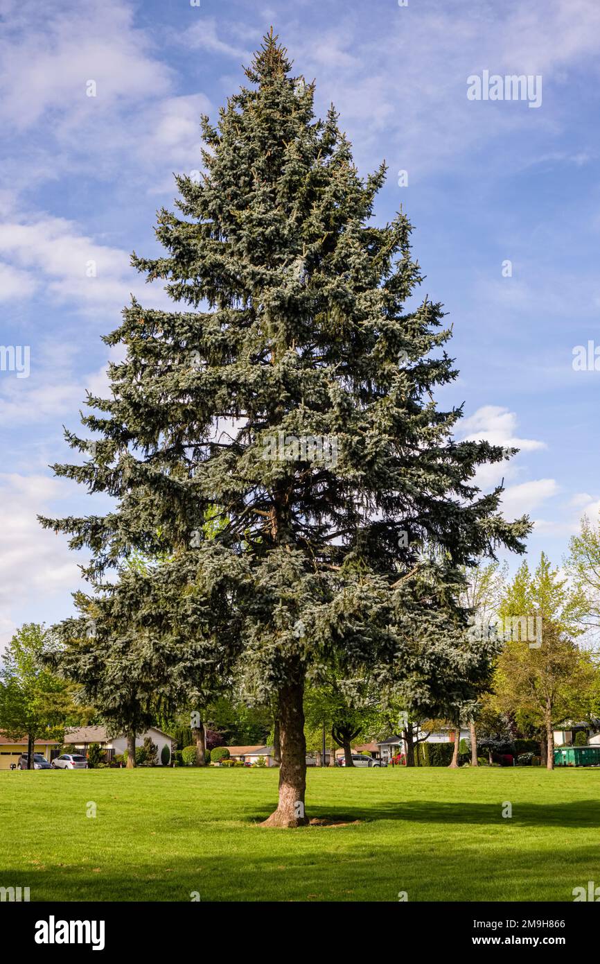 Coniferous pine tree hi-res stock photography and images - Alamy