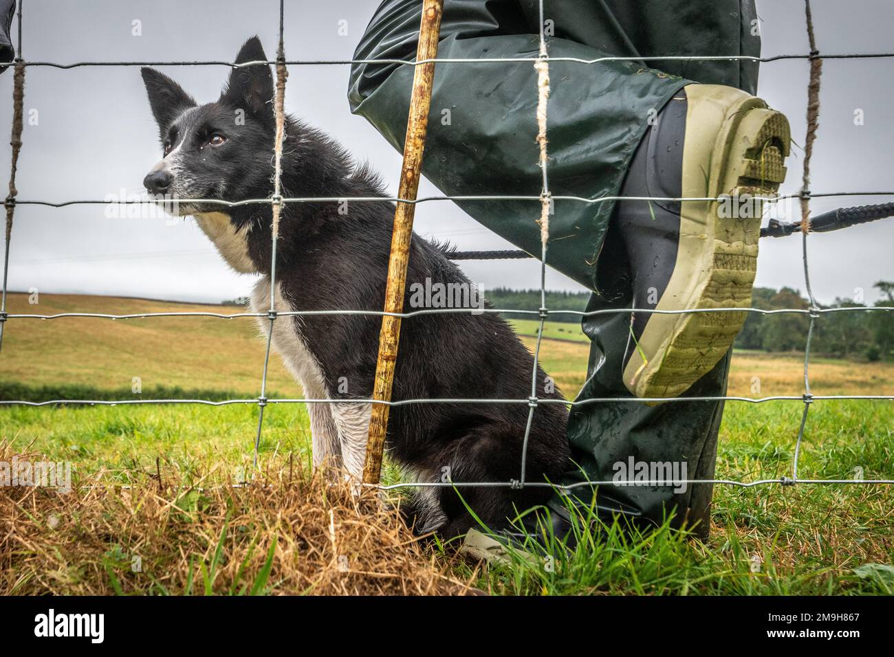 Scottish National Sheepdog Trials Stock Photo - Alamy
