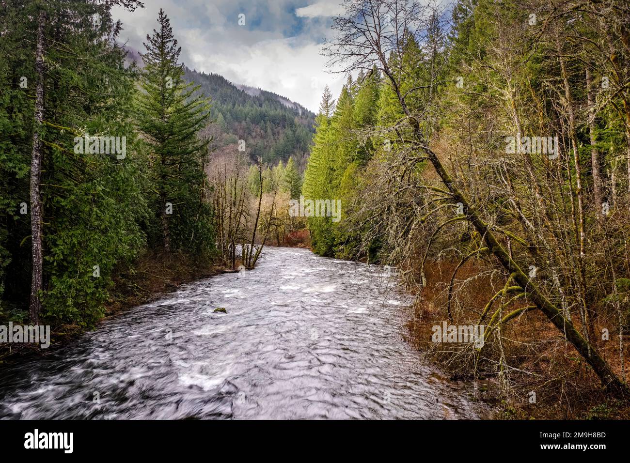 River in Mount Hood National Forest, Oregon, USA Stock Photo - Alamy