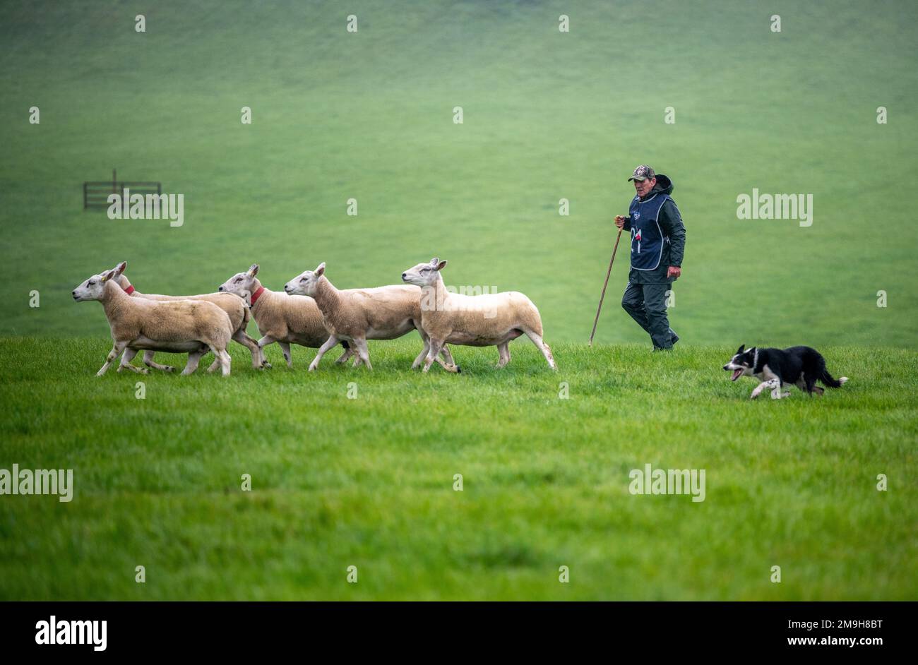Scottish National Sheepdog Trials Stock Photo - Alamy