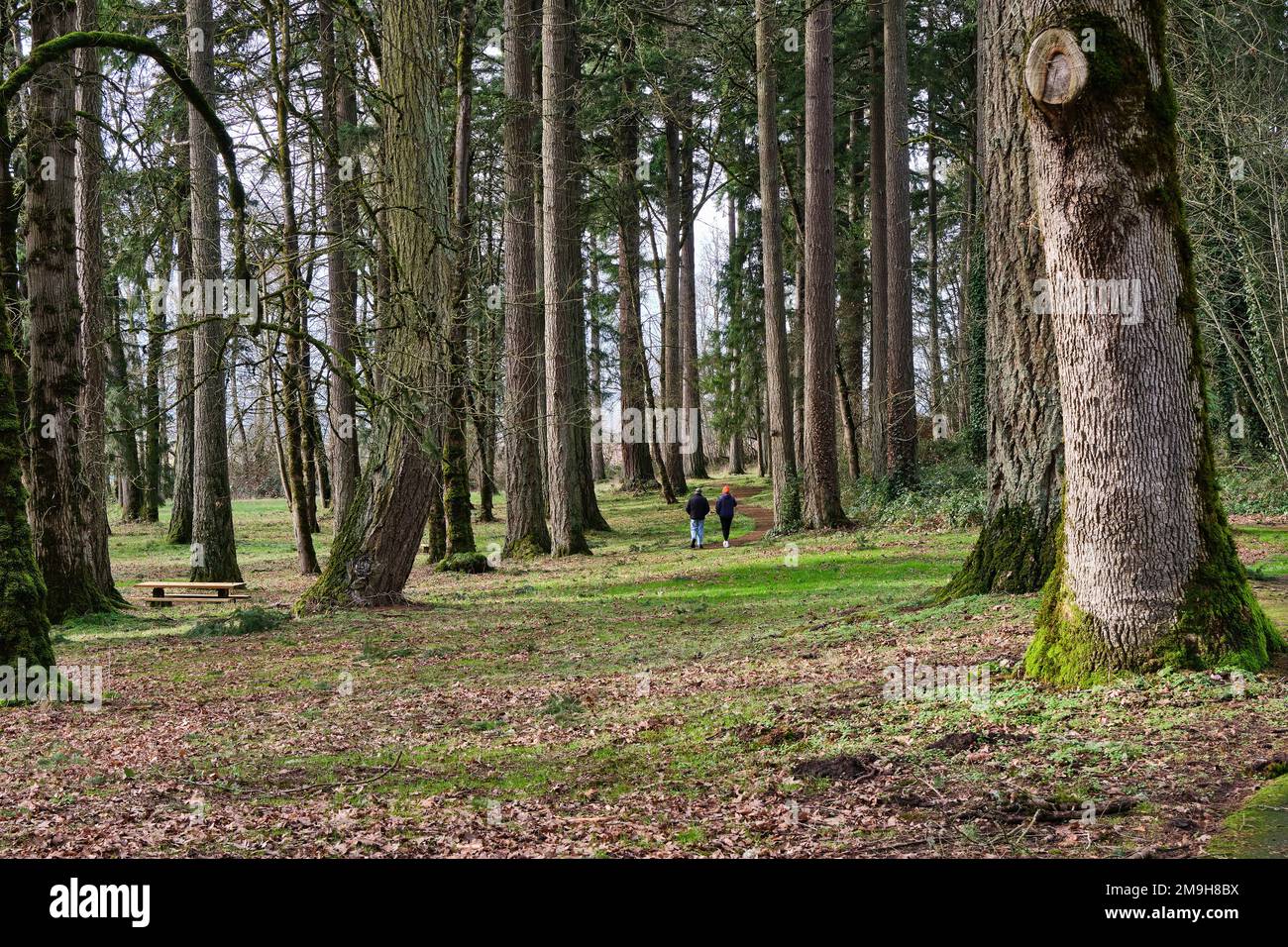 Tree trunks in forest, Champoeg State Park, Oregon, USA Stock Photo - Alamy