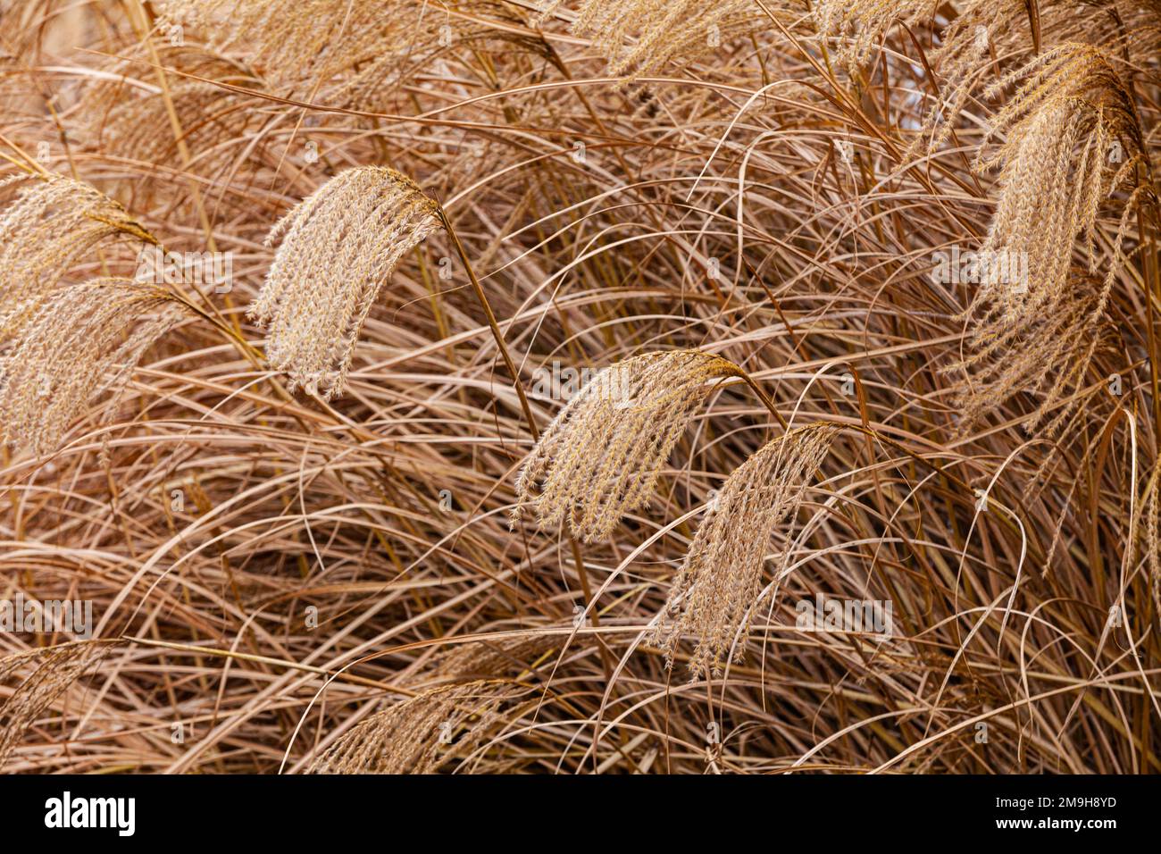 Canada grass seed hi-res stock photography and images - Alamy