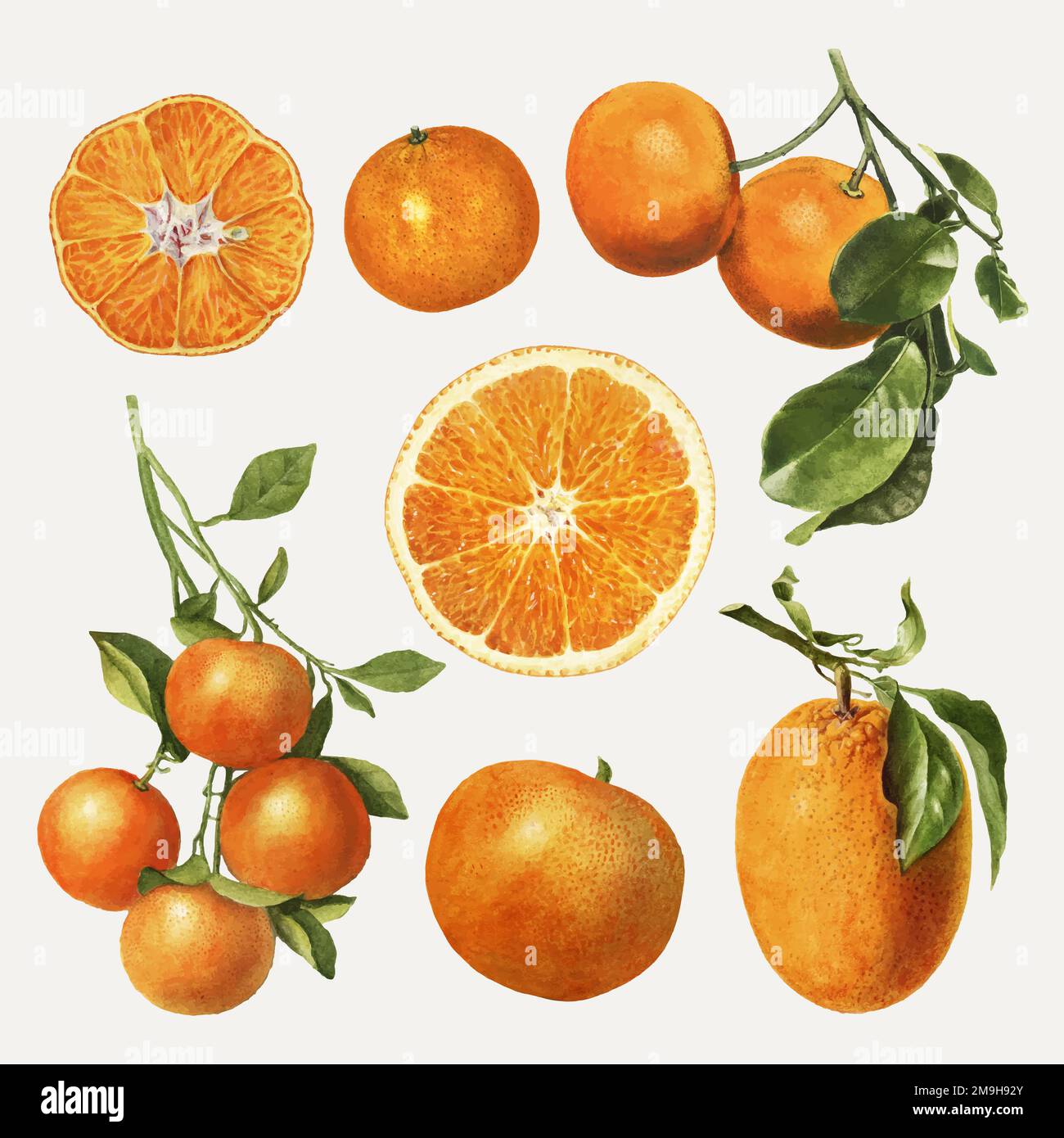 Hand drawn natural fresh oranges set vector Stock Vector Image & Art ...