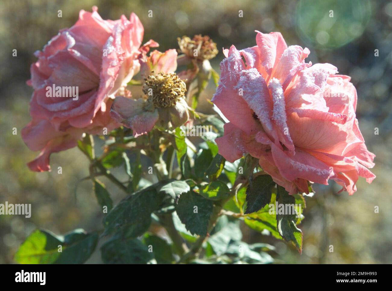 Close up view of pink roses located near the "rose garden" with frost ...