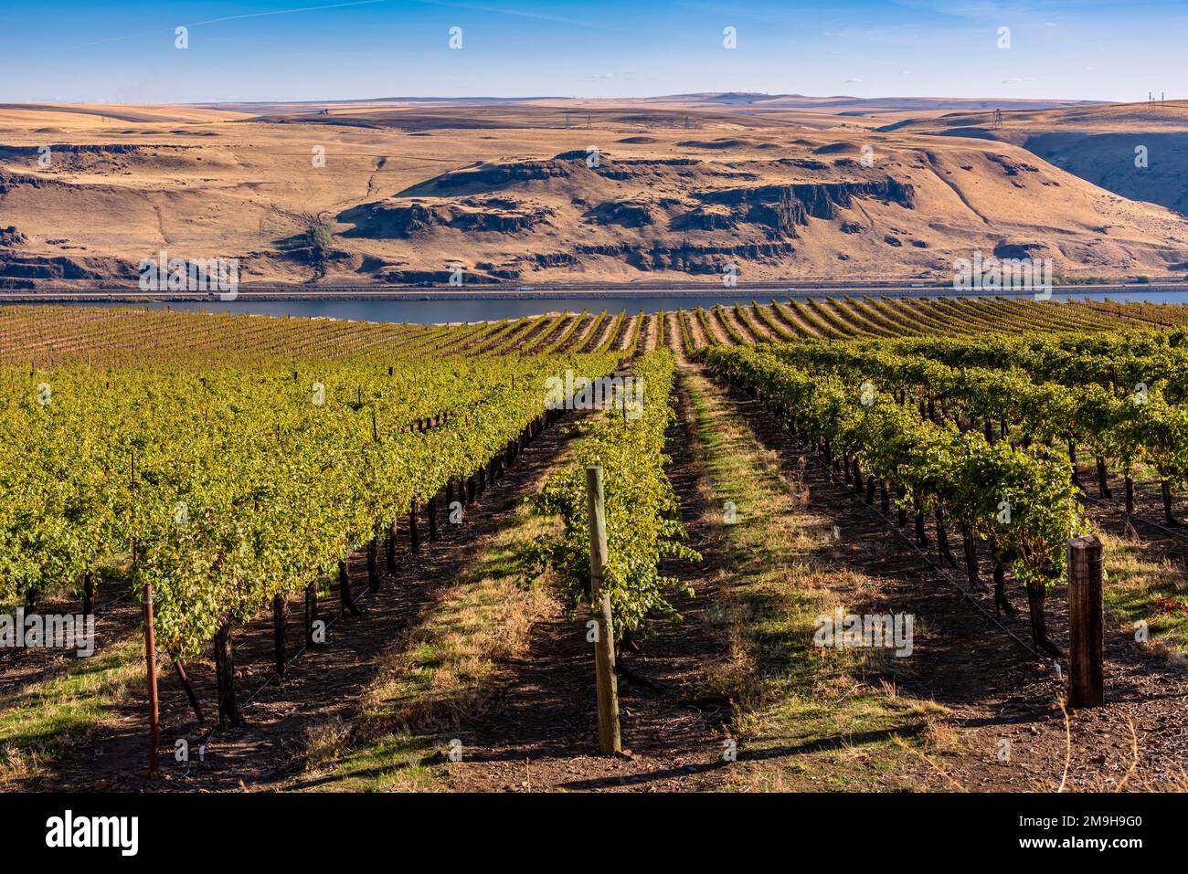 Landscape with vast vineyard, Washington State, USA Stock Photo - Alamy