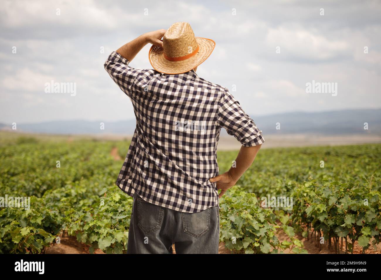 Rear view shot of a farmer looking at a field with grapewine plants ...
