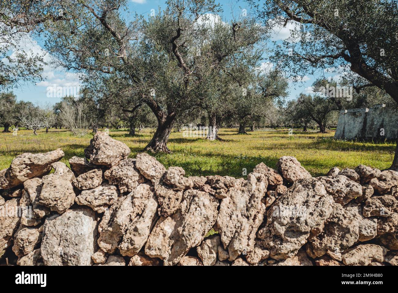 Rural countryside with olive trees in Puglia region, Italy Stock Photo ...