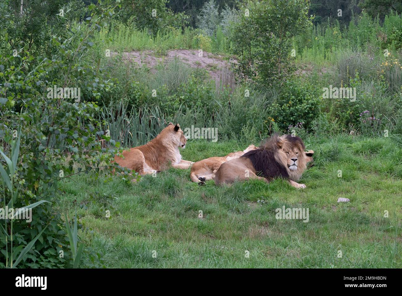 A group lions rest on the grass, zoo the Netherlands Stock Photo - Alamy