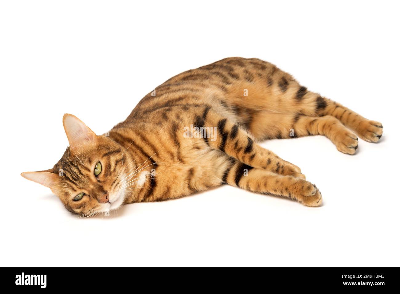 A beautiful Bengal cat lies resting on a white background Stock Photo ...