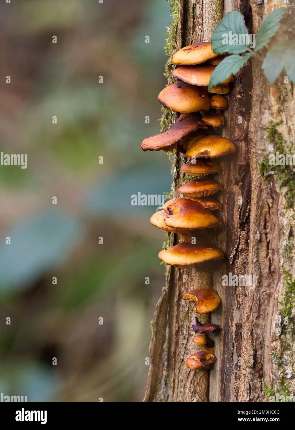 Fungi and tree to right can flip hi-res stock photography and images ...