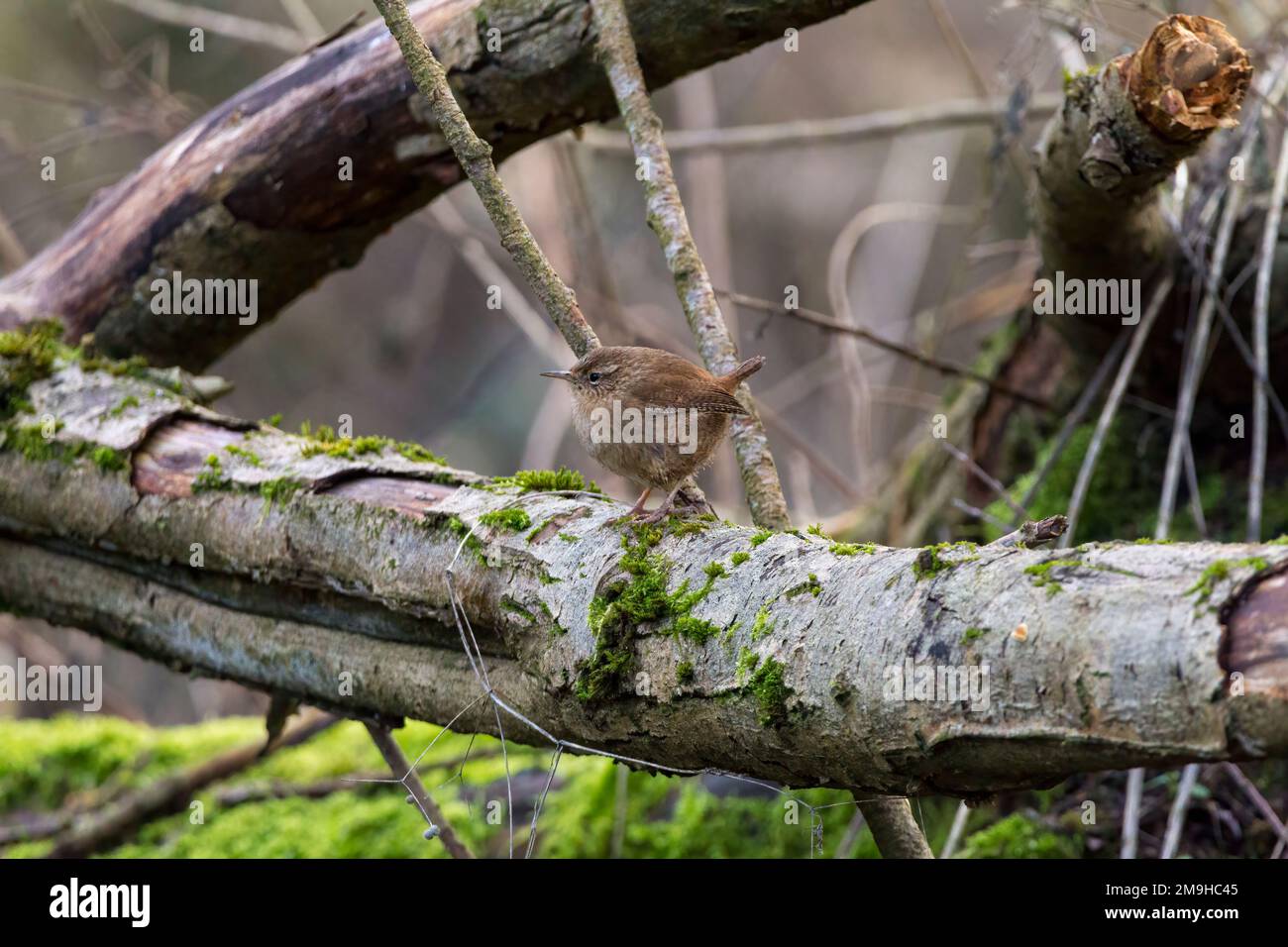 Wren troglodytes x2 small dumpy brown bird with cocked tail fine bill ...