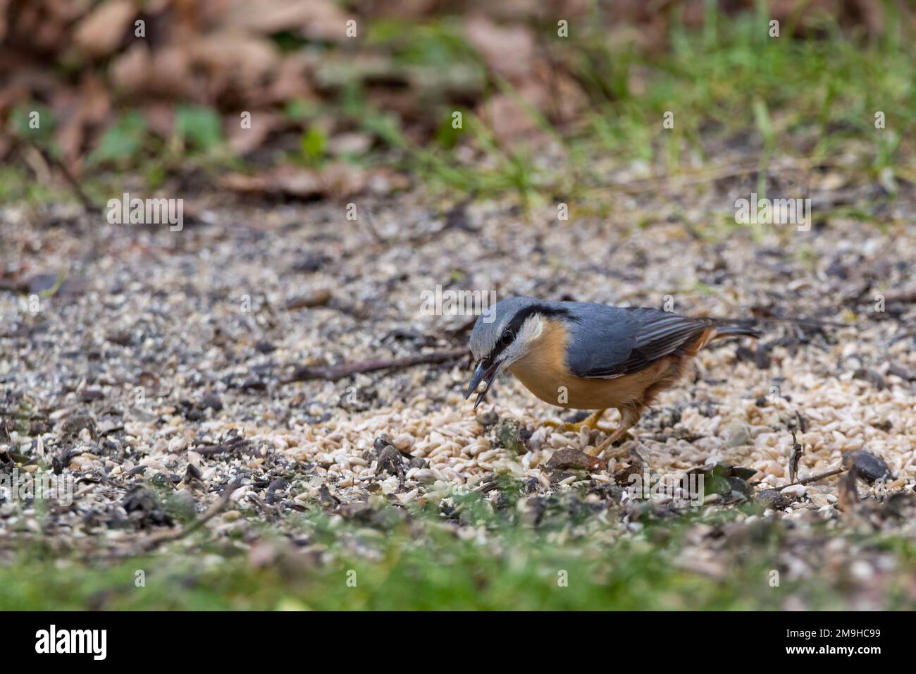 Nuthatch Sitta europaea feeding on scattered seed blue grey upperparts ...