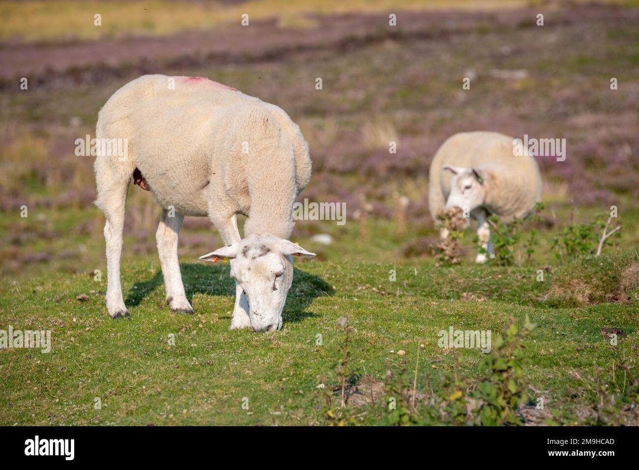 sheep in the Yorkshire Dales Stock Photo - Alamy