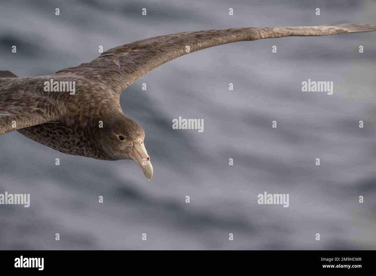 A Southern Giant Petrel (Macronectes giganteus), also known as the ...