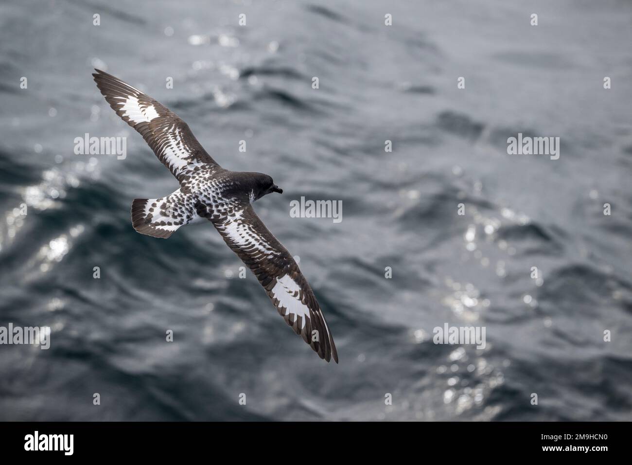 A Cape Petrel (Daption capense) also called Cape Pigeon or Pintado ...