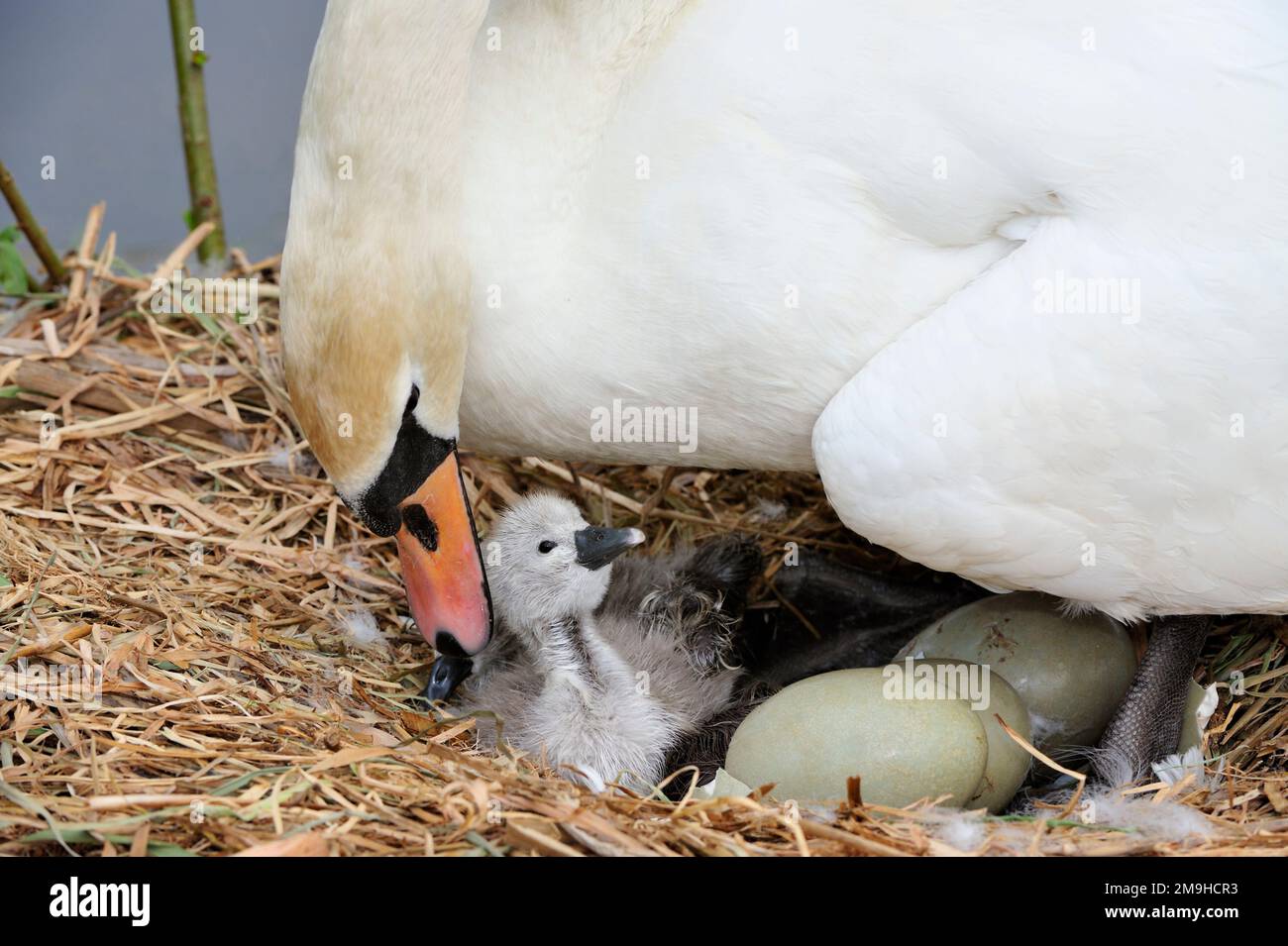 Mute Swan (Cygnus olor) female with newly hatched cygnet, Yetholm Loch Scottish Wildlife Trust ...