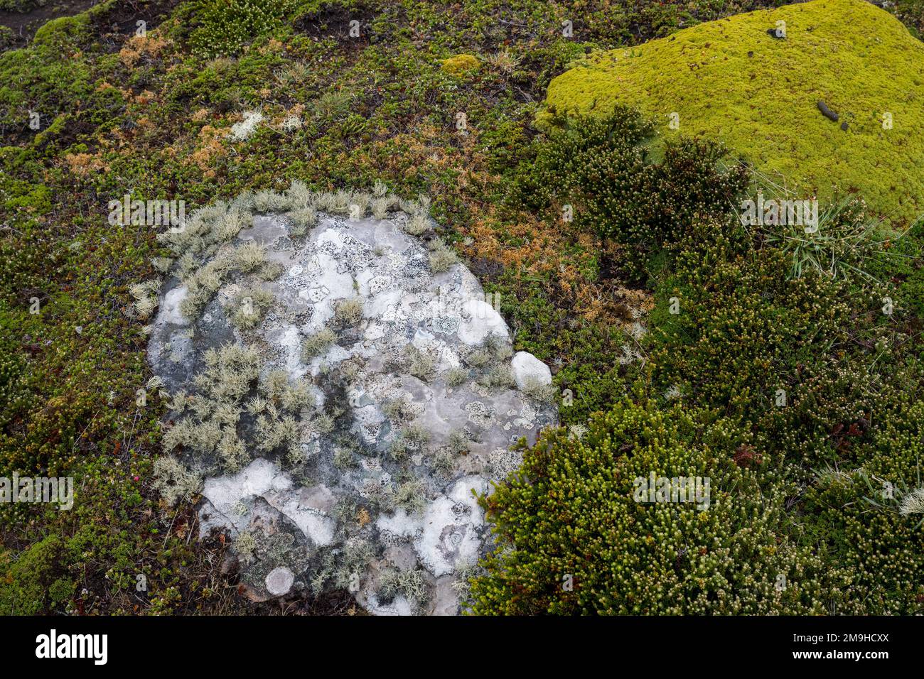 Close-up of the ground covered with plants, mosses and lichens on West ...