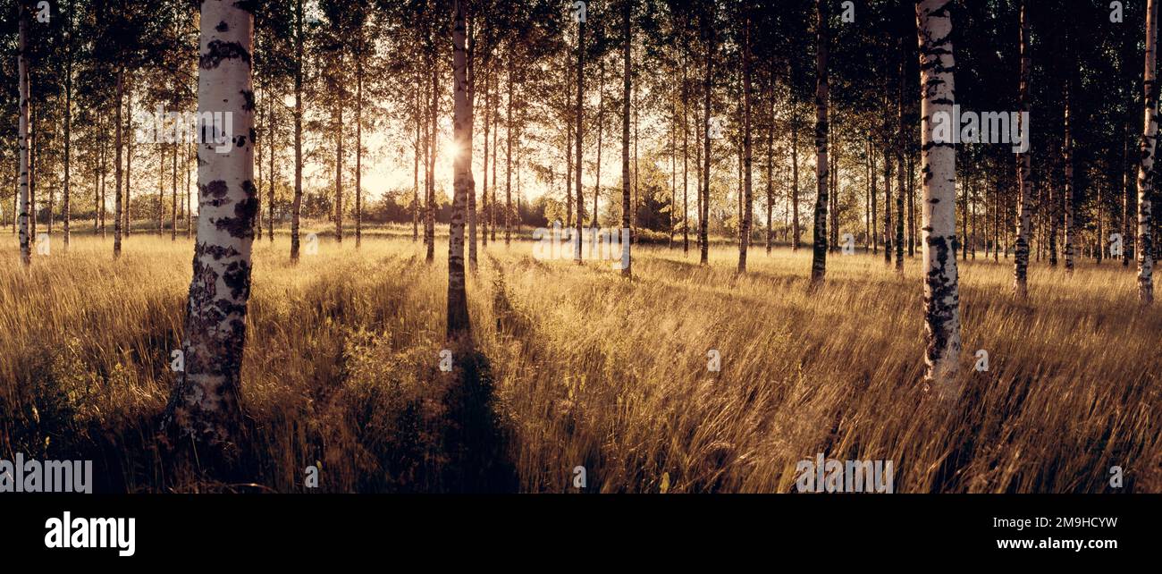 Landscape with view of birch trees in forest at sunset, Imatra, South ...