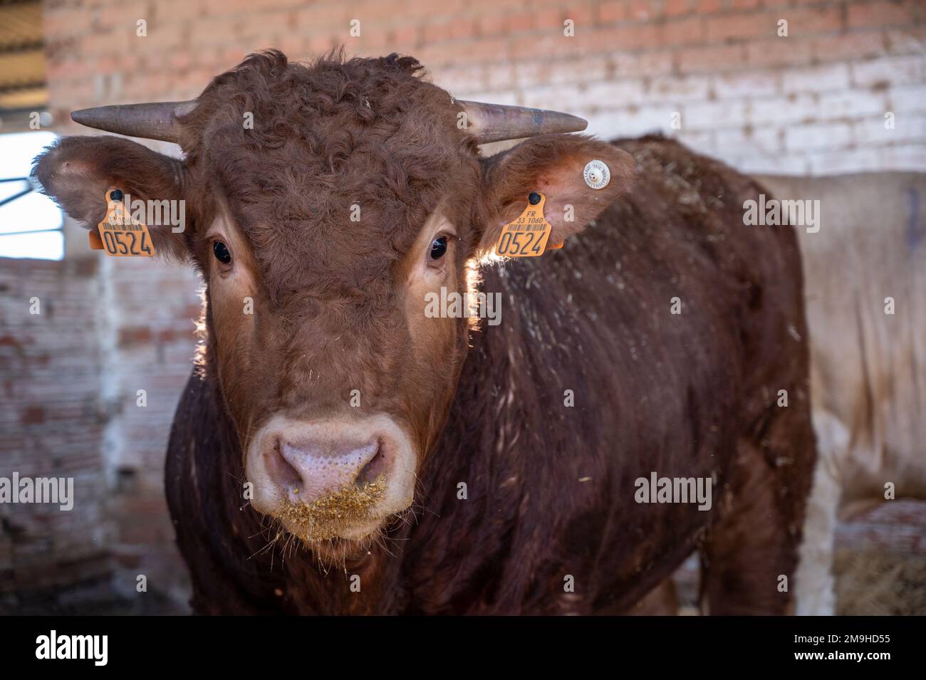 Beef cattle farm outside of Toledo, Spain Stock Photo - Alamy