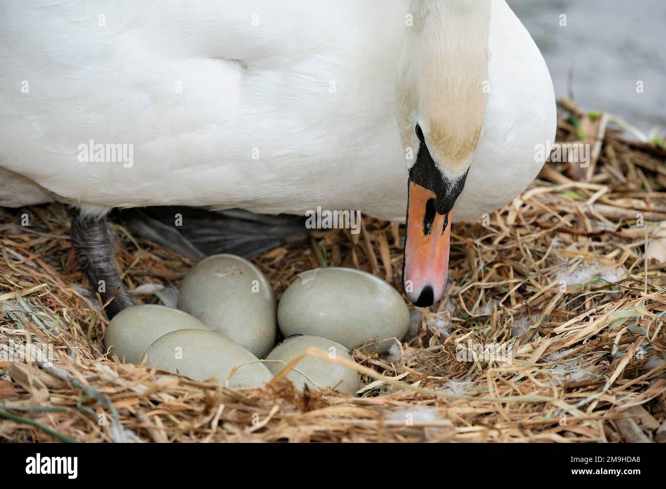 Caring for hatching eggs hi-res stock photography and images - Alamy