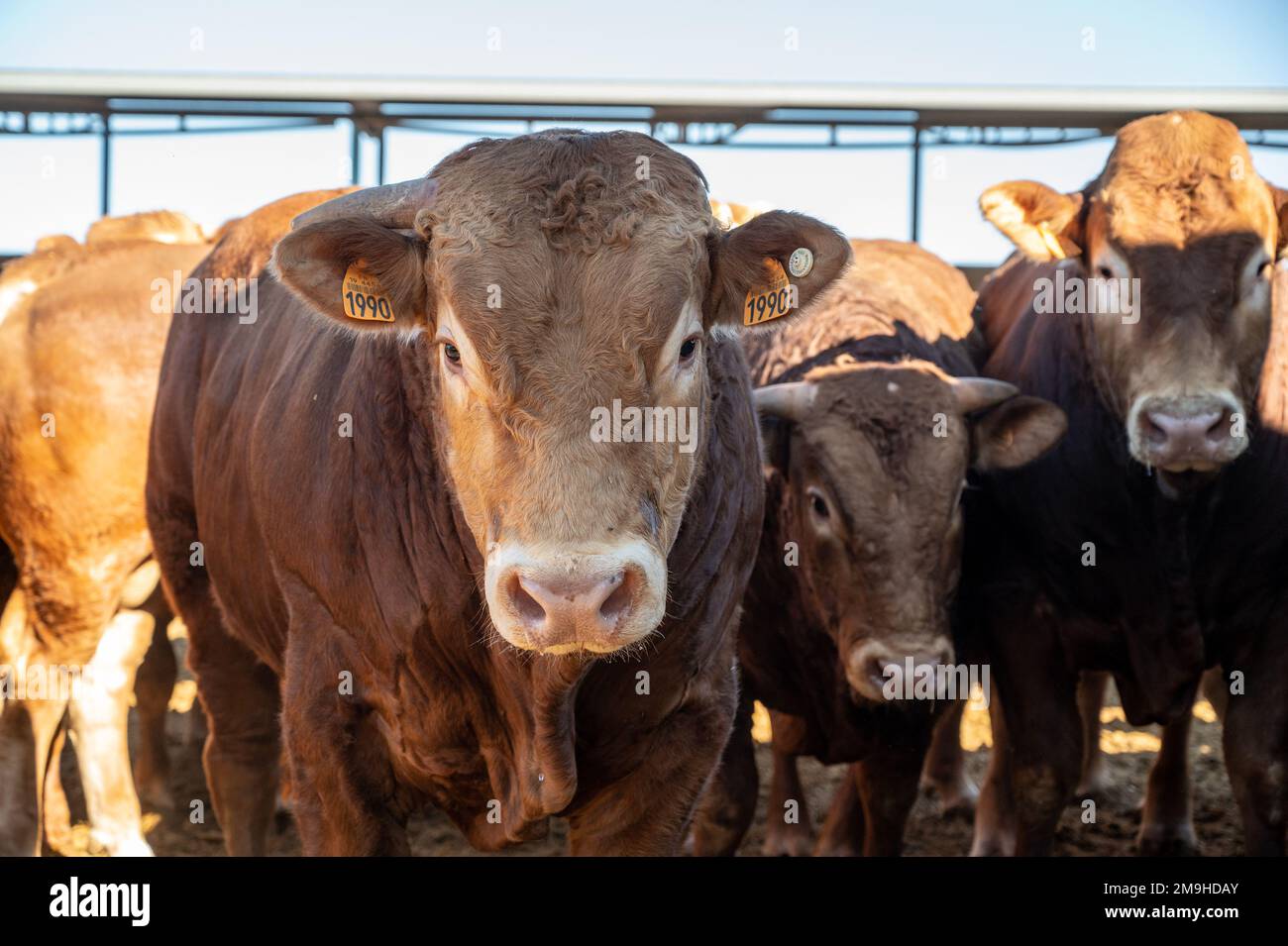 Beef cattle farm outside of Toledo, Spain Stock Photo - Alamy