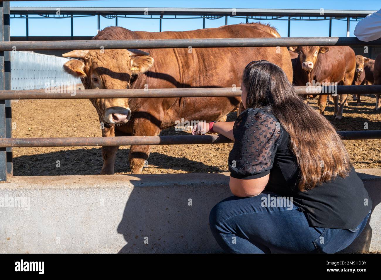 Beef cattle farm outside of Toledo, Spain Stock Photo - Alamy