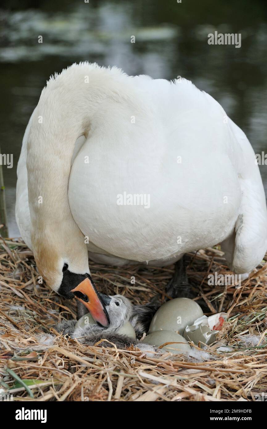 Mute Swan (Cygnus olor) female with newly hatched cygnets, Yetholm Loch ...