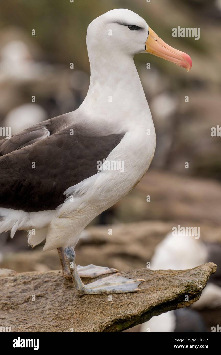 Portrait of a Black-browed Albatross (Thalassarche melanophrys) in the ...