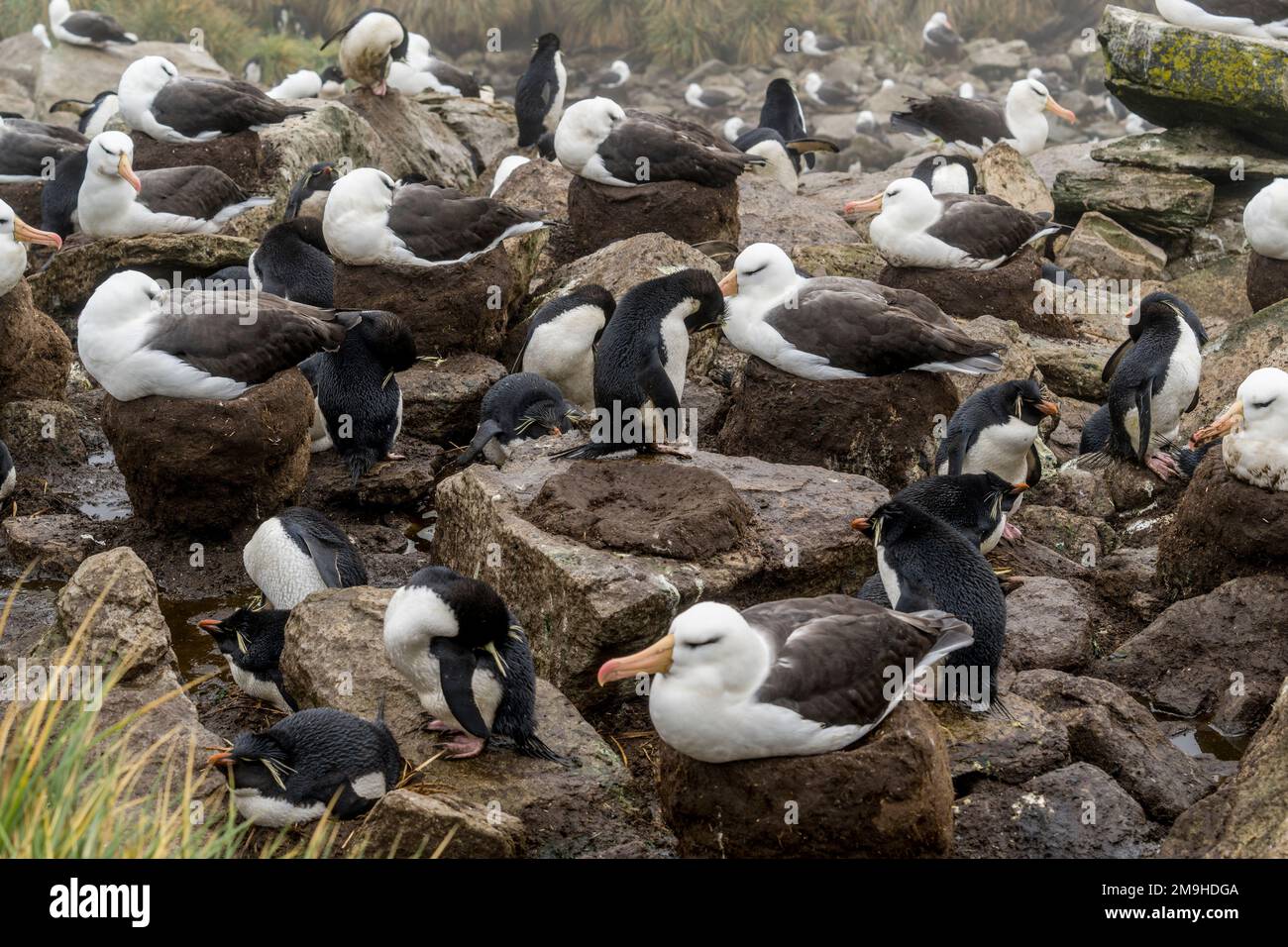 Black-browed Albatrosses (Thalassarche melanophrys) incubating their ...