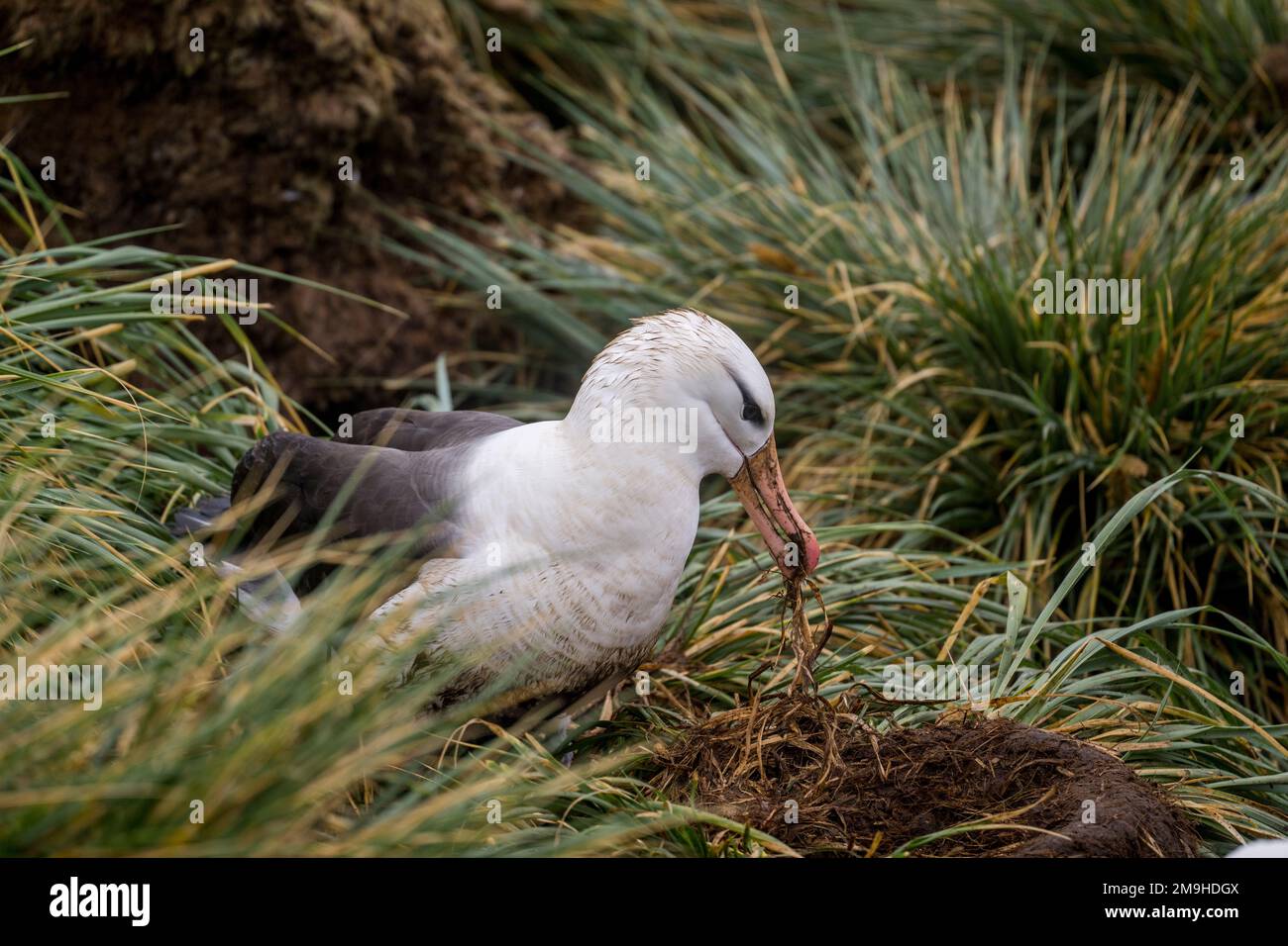 A Black-browed Albatross (Thalassarche melanophrys) is building a nest ...