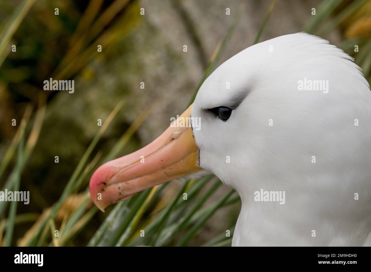 Portrait of a Black-browed Albatross (Thalassarche melanophrys) in the ...
