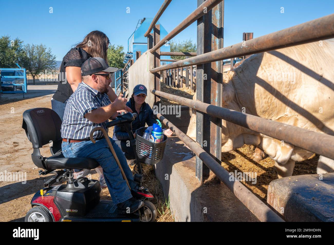 Beef cattle farm outside of Toledo, Spain Stock Photo - Alamy