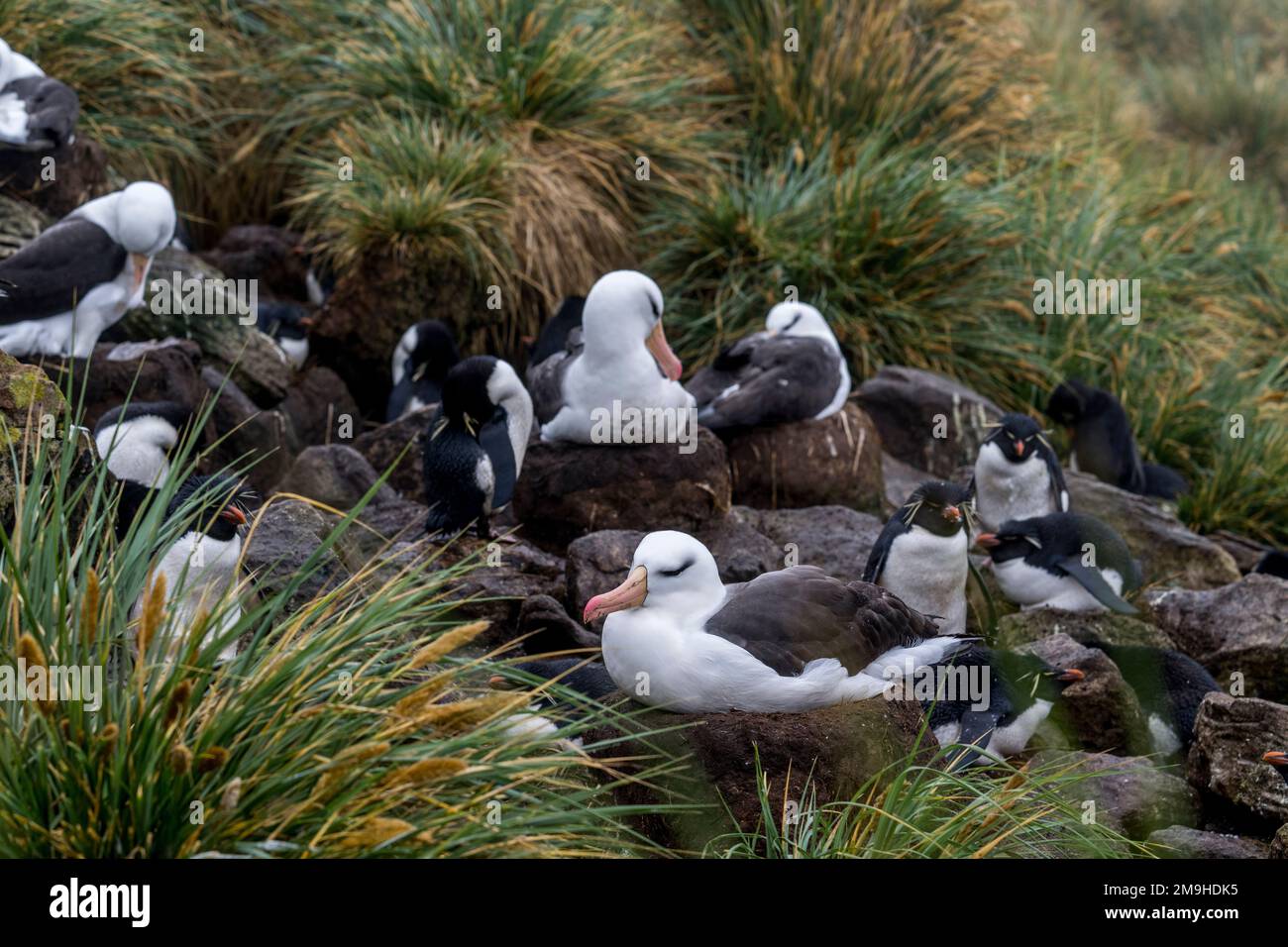 Black-browed Albatrosses (Thalassarche melanophrys) incubating their ...