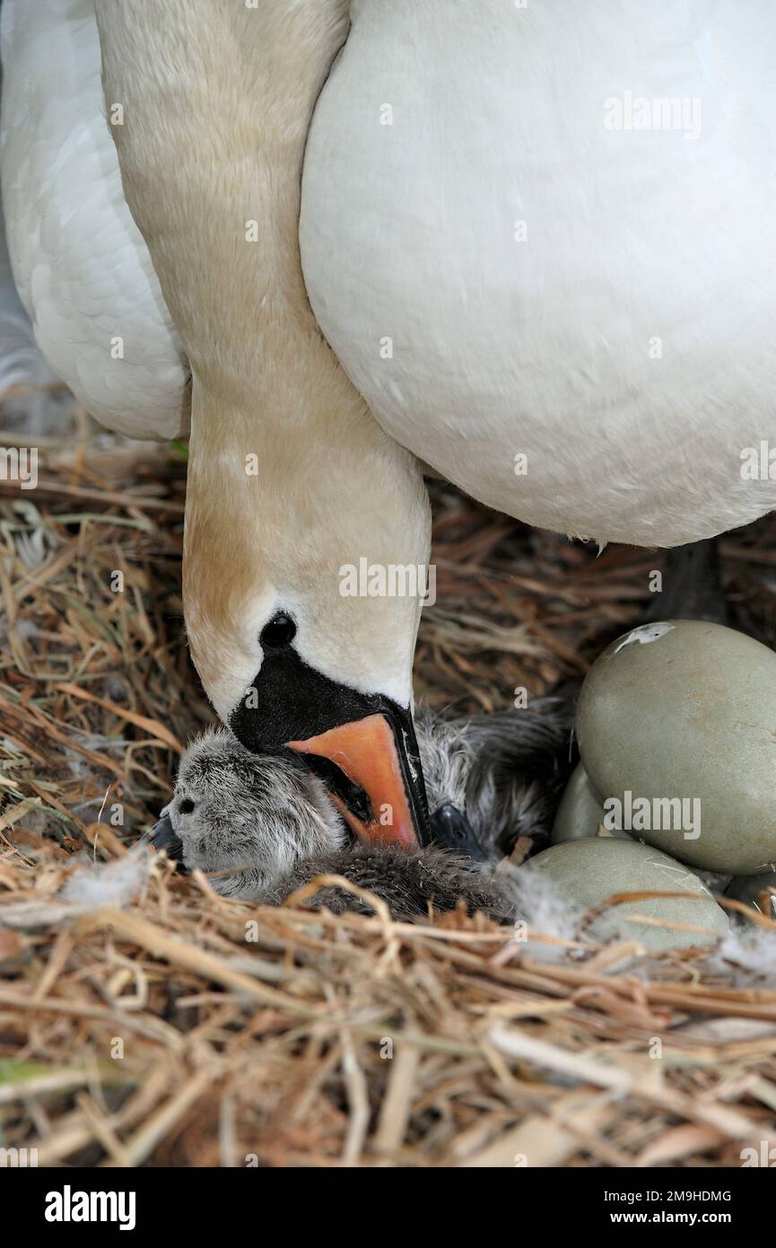 Mute Swan (Cygnus olor) female with newly hatched cygnets, Yetholm Loch Scottish Wildlife Trust ...