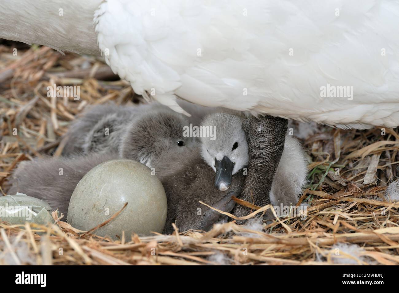 Mute Swan (Cygnus olor) female with newly hatched cygnets, Yetholm Loch Scottish Wildlife Trust ...