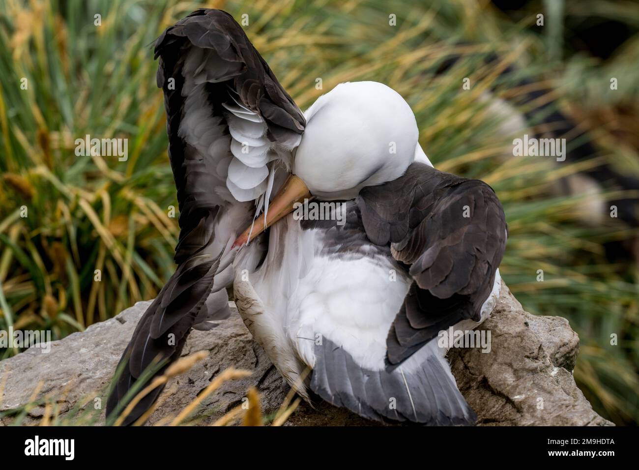 A Black-browed Albatross (Thalassarche melanophrys) is preening the ...