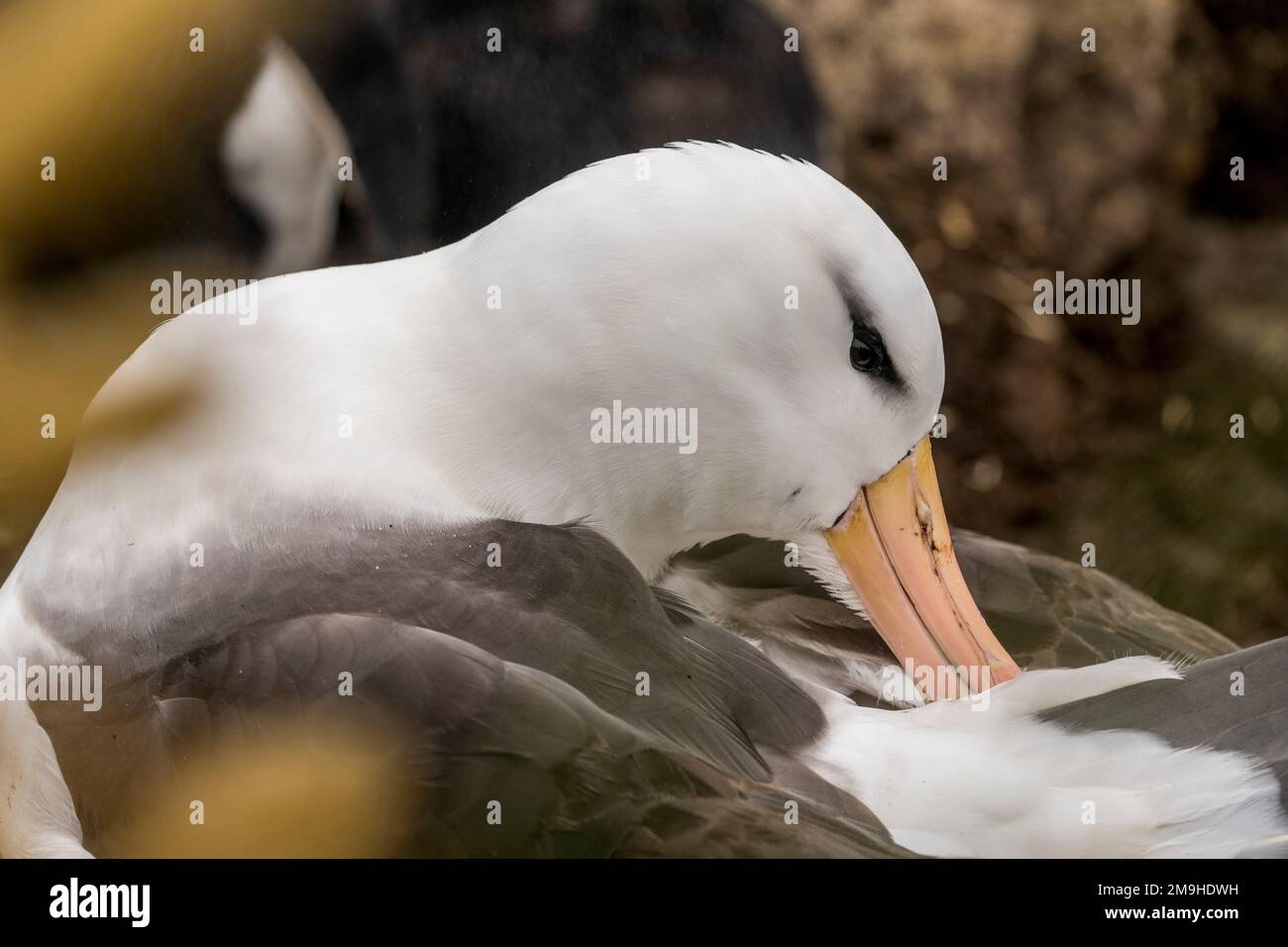 A Black-browed Albatross (Thalassarche melanophrys) is preening the ...