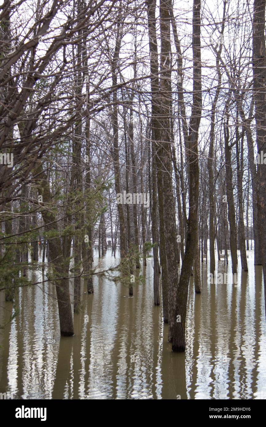 Trees in a Flooded Park Stock Photo - Alamy