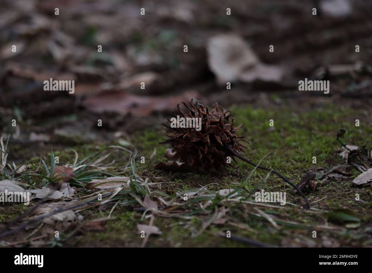 A closeup shot of an old withered flower fallen on the ground in a ...