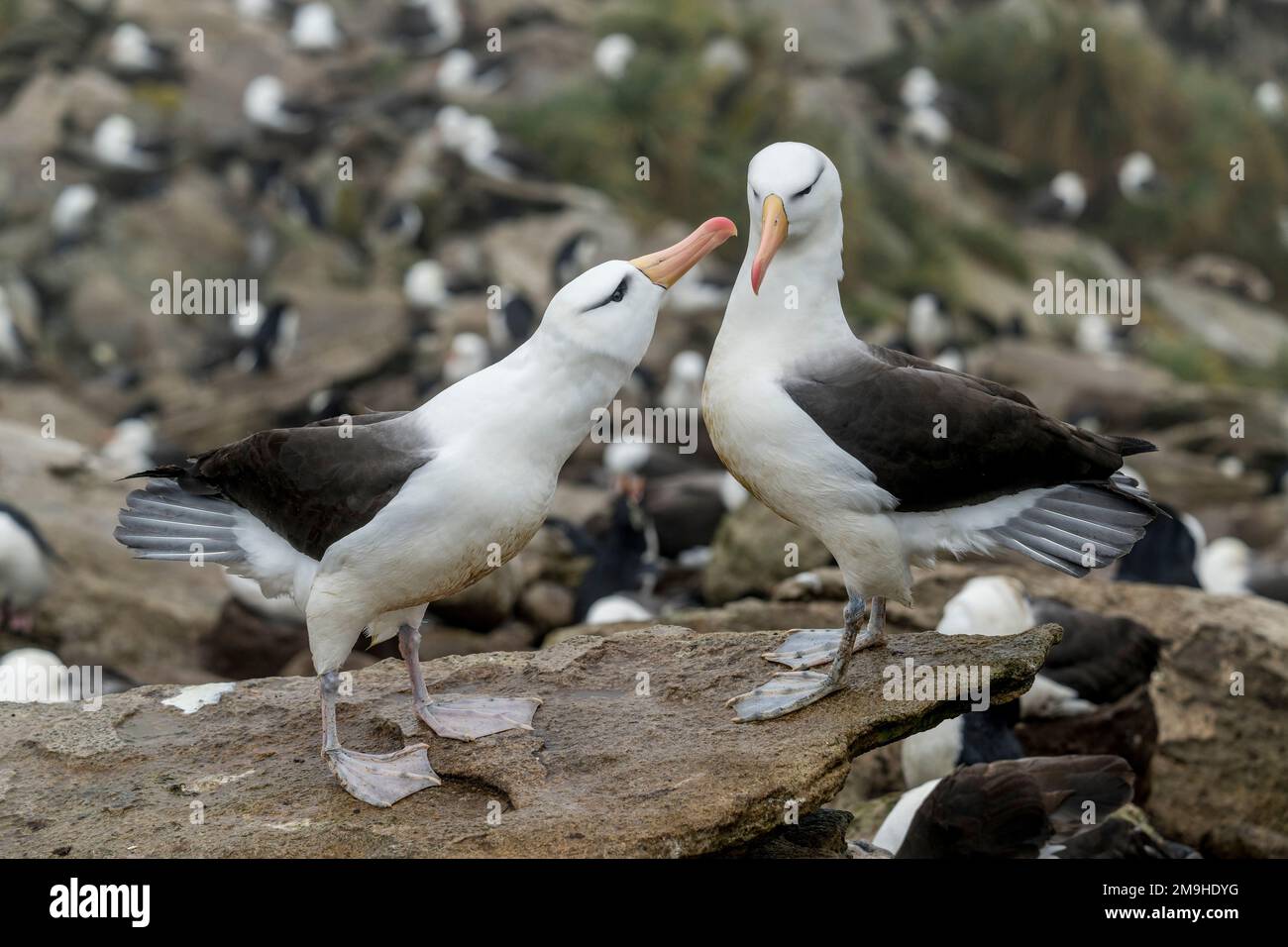Black-browed Albatrosses (Thalassarche melanophrys) courting in the ...