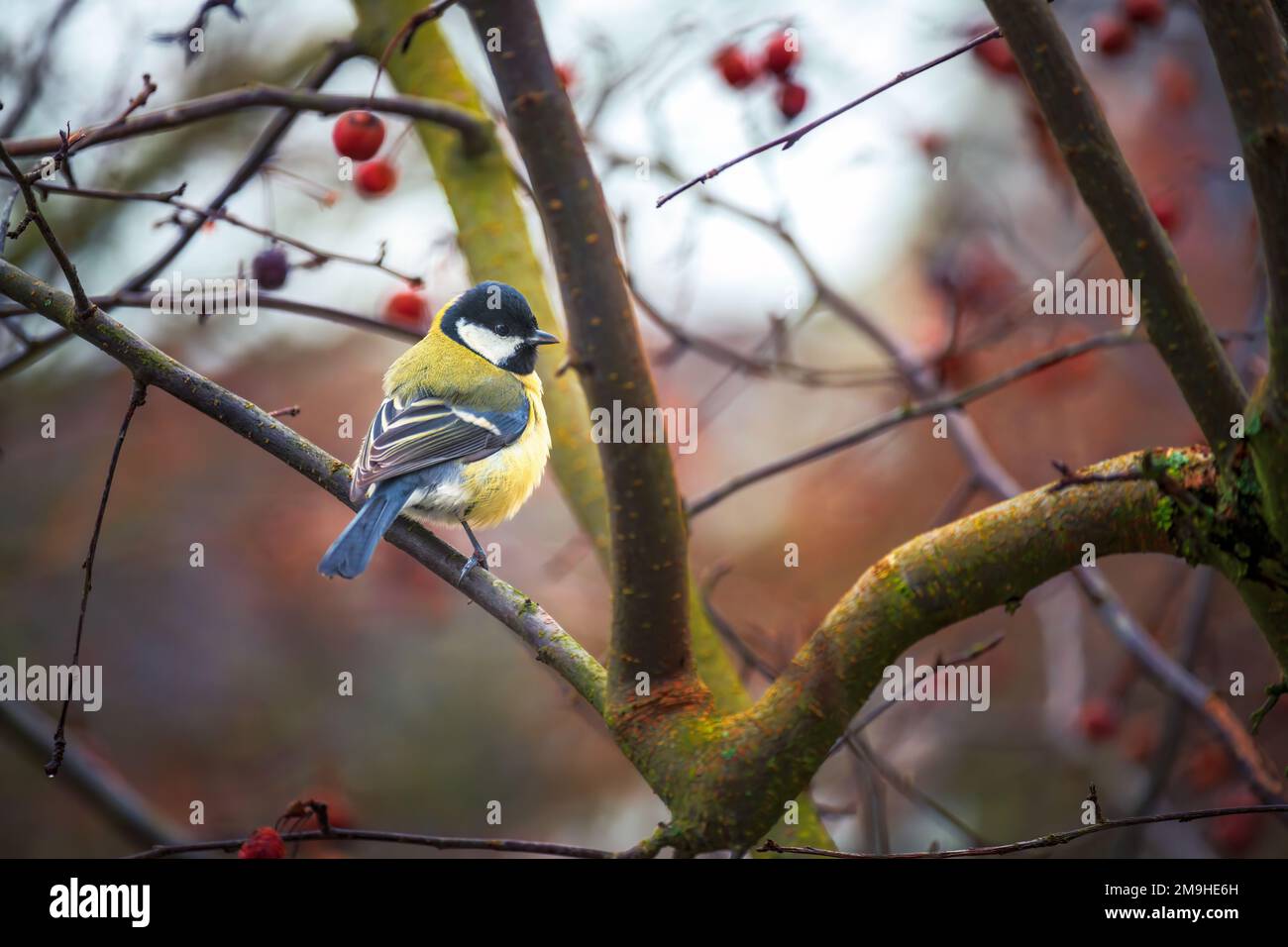 Great Tit bird (parus major) sitting on a tree branch Stock Photo - Alamy