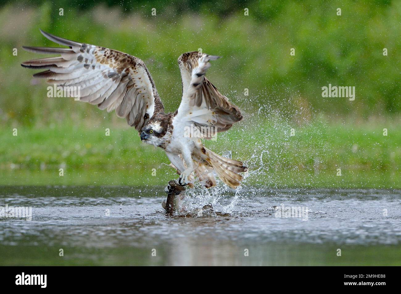 Osprey (Pandion haliaetus) adult lifting rainbow trout from pond a ...