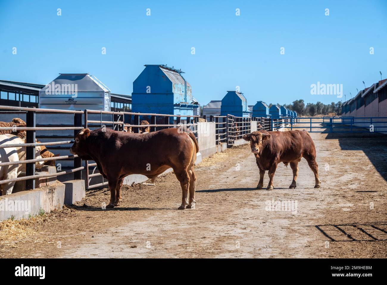Beef cattle farm outside of Toledo, Spain Stock Photo - Alamy