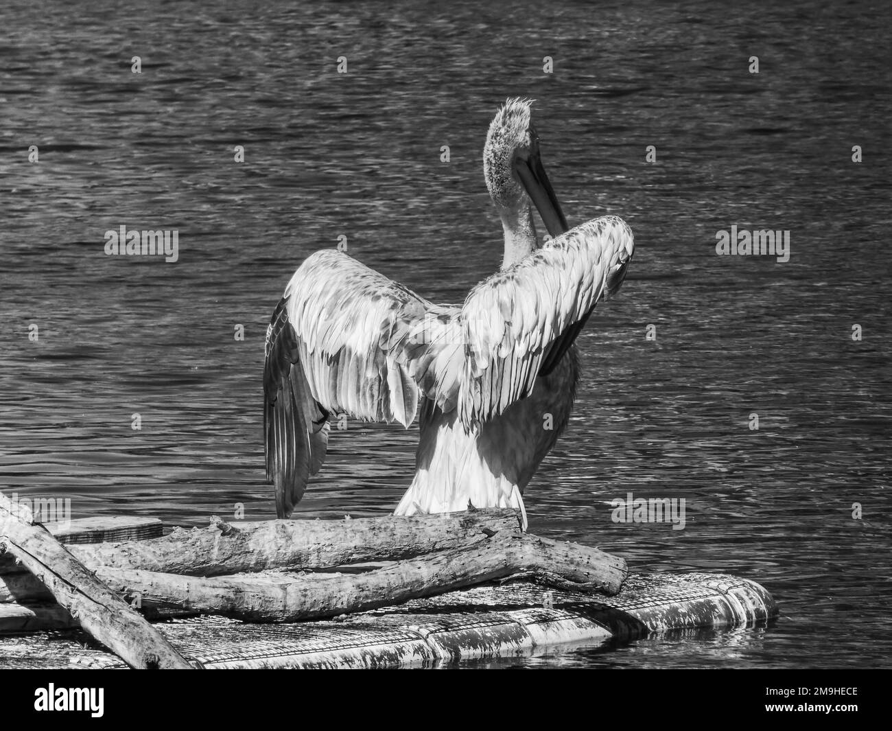 A grayscale shot of a large pelican taking flight from near a lake in ...